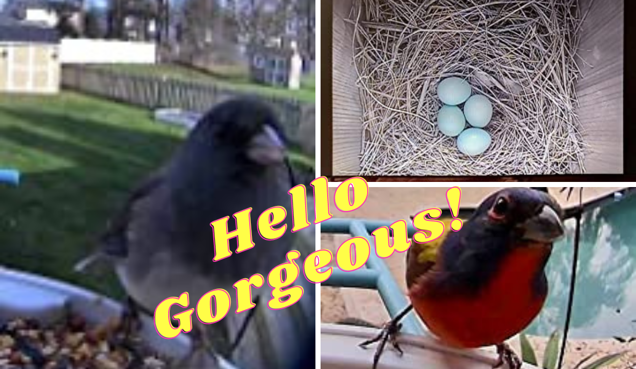 Birdhouse Camera: The Best Way to Spy on Birds in Your Yard!